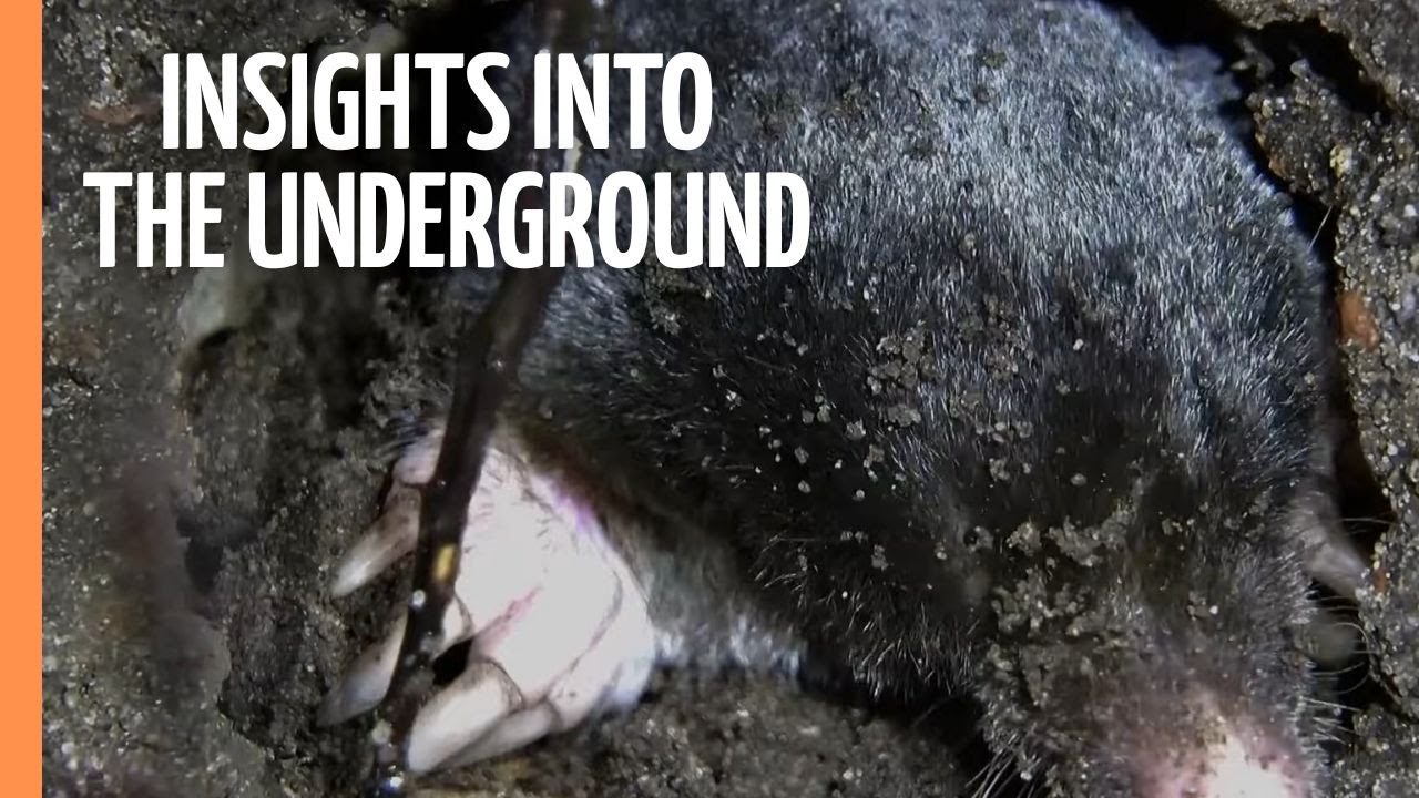 Spectacular Insights into the Underground | Full Documentary
