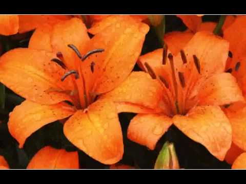 Orange Lilies - Images
