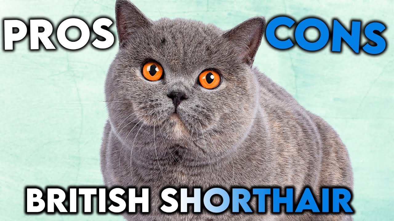 MUST-KNOW British Shorthair Cat PROS And CONS