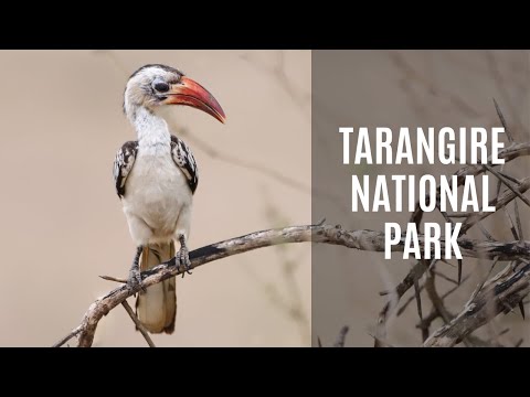 Epic Wildlife of Tarangire National Park | Ultimate Tanzanian Adventure