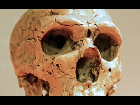 What Happened to the Neanderthal?