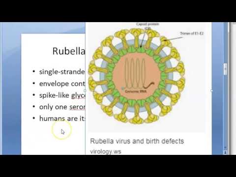 Microbiology 490 a Congenital Rubella Syndrome Virus Salt pepper retinopathy Pregnancy Fetus TORCH