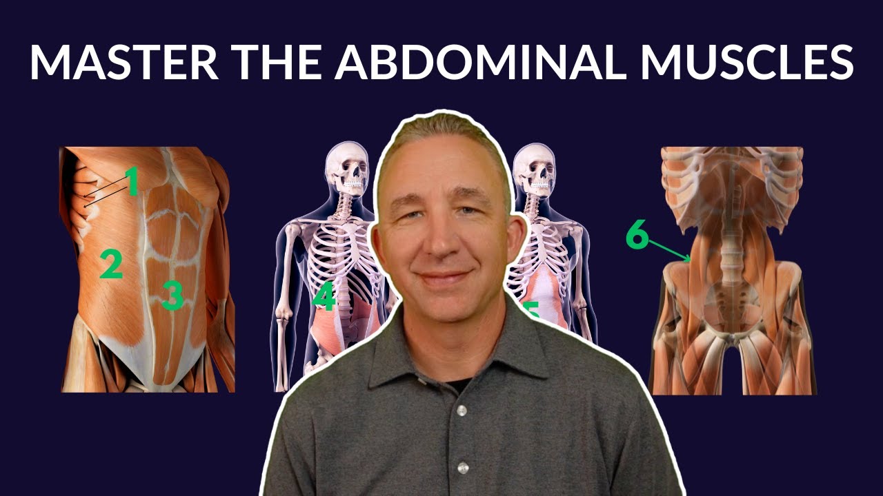 Abdominal Muscles Review