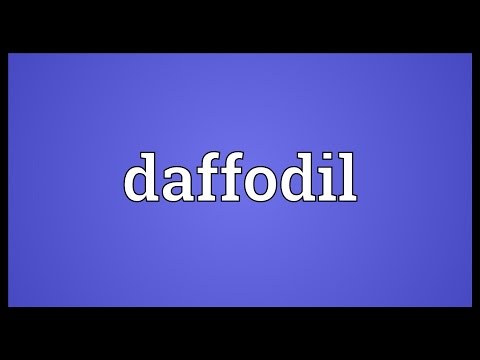 Daffodil Meaning