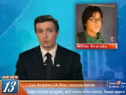 Walter Alvarado rescues ferret.
