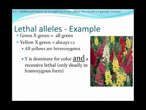 AGRI 305 - CH5B - Lethal and Multiple Alleles