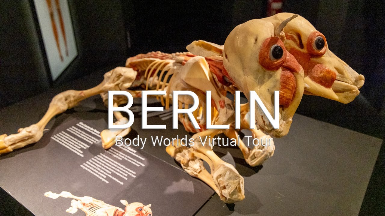 Body Worlds, Berlin