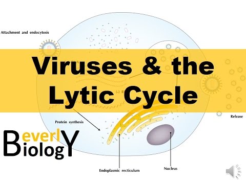 Viruses and the Lytic Cycle