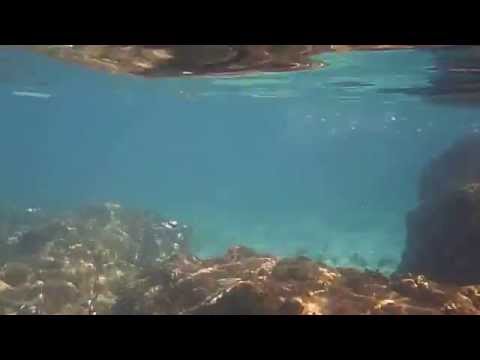 Baby Ulua in Waimea Bay | sunriseshell