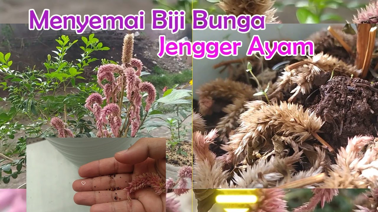 Menanam Bunga Celosia dari Biji yang Berasal dari Bunga yang Sudah Kering