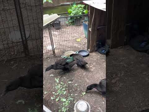Black Indian Runner Ducks. Spectacular colors. #farm #ducks #ducklife #simpleliving