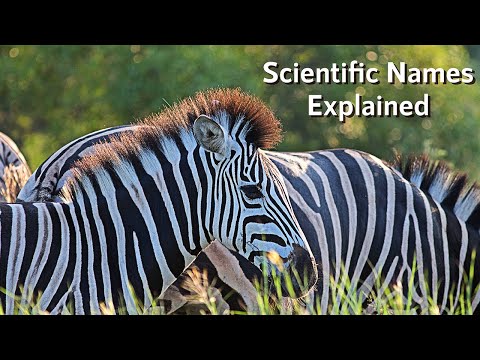 Plains Zebra - Scientific Names Explained