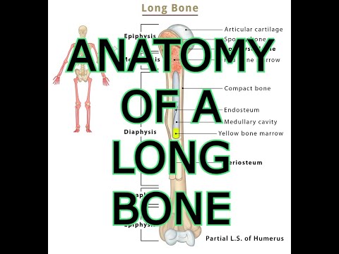 ANATOMY OF A LONG BONE