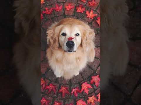 Cute Dog Wallpapers For Your Phone