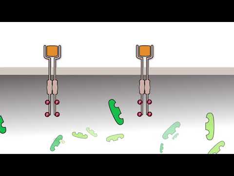 The EGF receptor tyrosine protein kinases