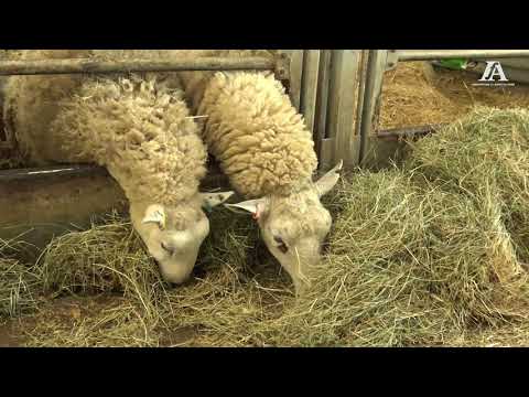 Effective Management Of Nutrition At Lambing Time