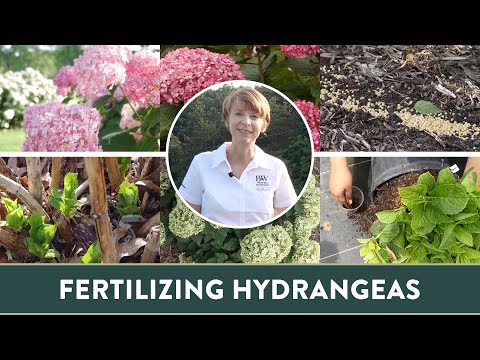 Quick Tips for Fertilizing the Hydrangea in Under 2 Minutes
