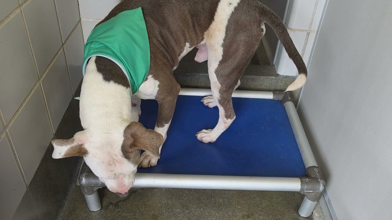Acs A804407