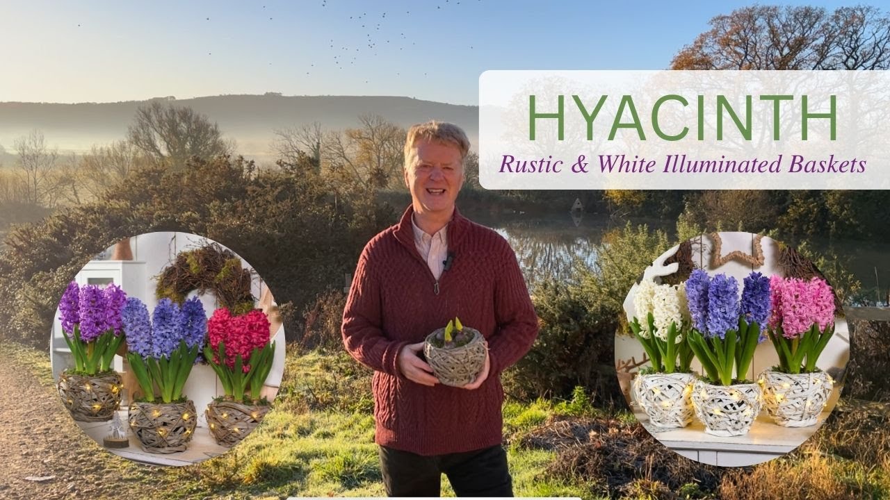 Hyacinth Baskets