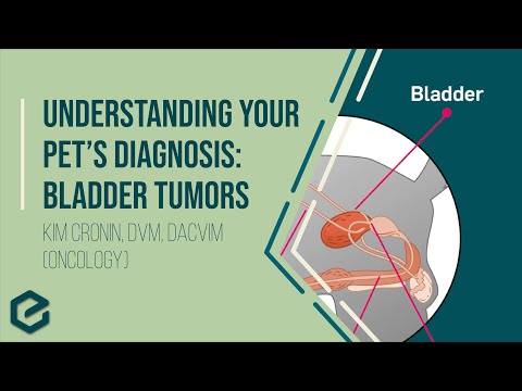 Understanding Your Pet's Diagnosis: Bladder Tumors