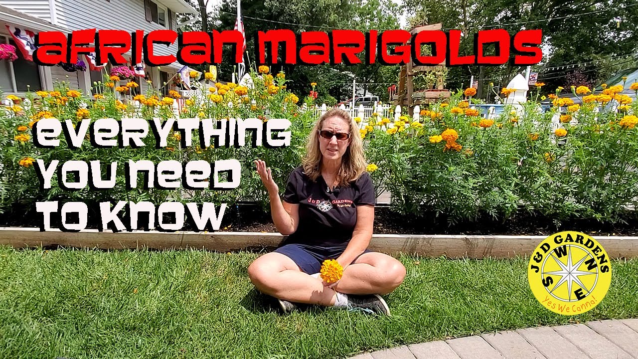 Everything You Need To Know About African Marigolds 2021