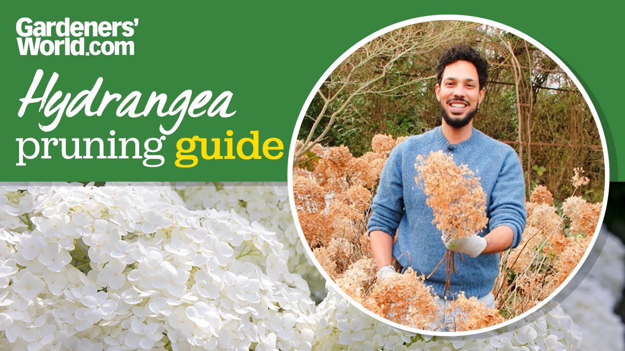 When and how to PRUNE HYDRANGEA 'Annabelle'