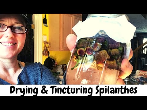 How to Dry and Tincture the Spilanthes (Toothache) Plant