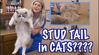 😻 What is sebaceous gland hyperplasia in cats? - CatVisitor.com