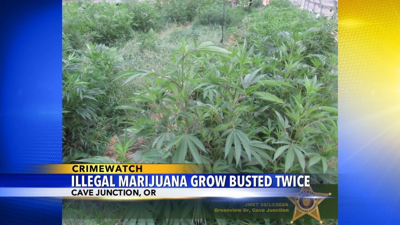 Illegal marijuana grow site busted twice in Cave Junction