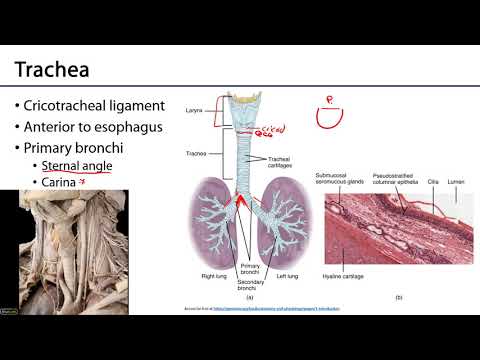Respiratory - Trachea
