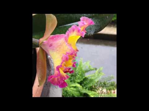 Significado de orquídea