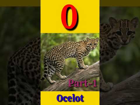 Animals Starting With O - Learn Animal Words That Start With Letters O o Part 1 #abc #shorts #viral