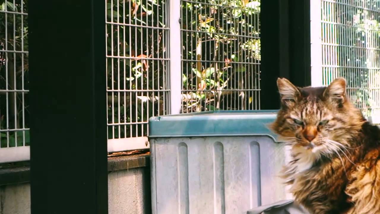 Calico and siberian cat