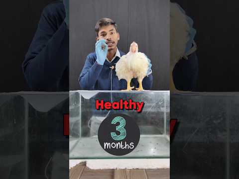 𝗗𝗮𝗿𝗸 𝗿𝗲𝗮𝗹𝗶𝘁𝘆 𝗼𝗳 𝗯𝗿𝗼𝗶𝗹𝗲𝗿 𝗰𝗵𝗶𝗰𝗸𝗲𝗻😲🐓✅ #viralvideo #shorts #facts #animals