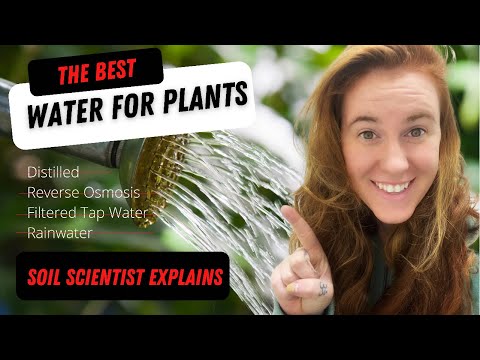 Is Distilled Water Good For Plants? Is Tap Water Bad For Plants? Does Chlorine Harm Plants?
