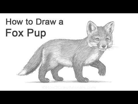 How To Draw a Red Fox Pup / Kit