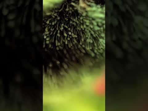 New song :) #indie #aiart #newmusic #evolution #euphoricrecall #trippy #musicvideo #experimental