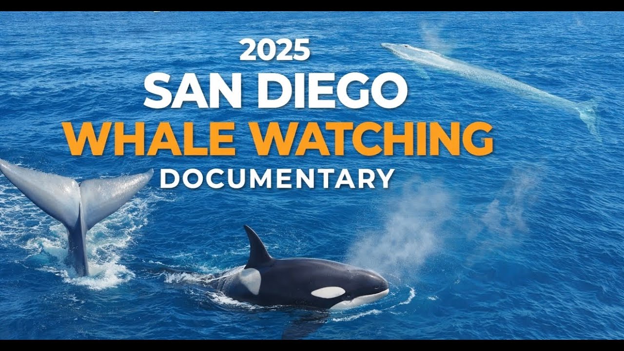 San Diego Whale Watch 2025 Documentary - Best Sightings! Orcas-Blue Whales-Sperm Whales- Humpbacks