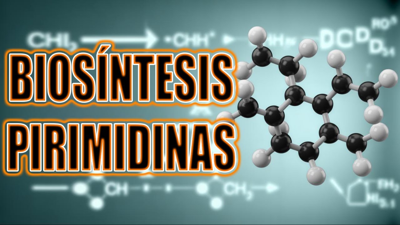 PYRIMIDINES BIOSYNTHESIS, THE VIDEO YOU NEED TO PASS YOUR EXAM🤑