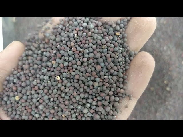 Agri Products - Tilli Safed - Til - White Natural Sesame Seeds ...