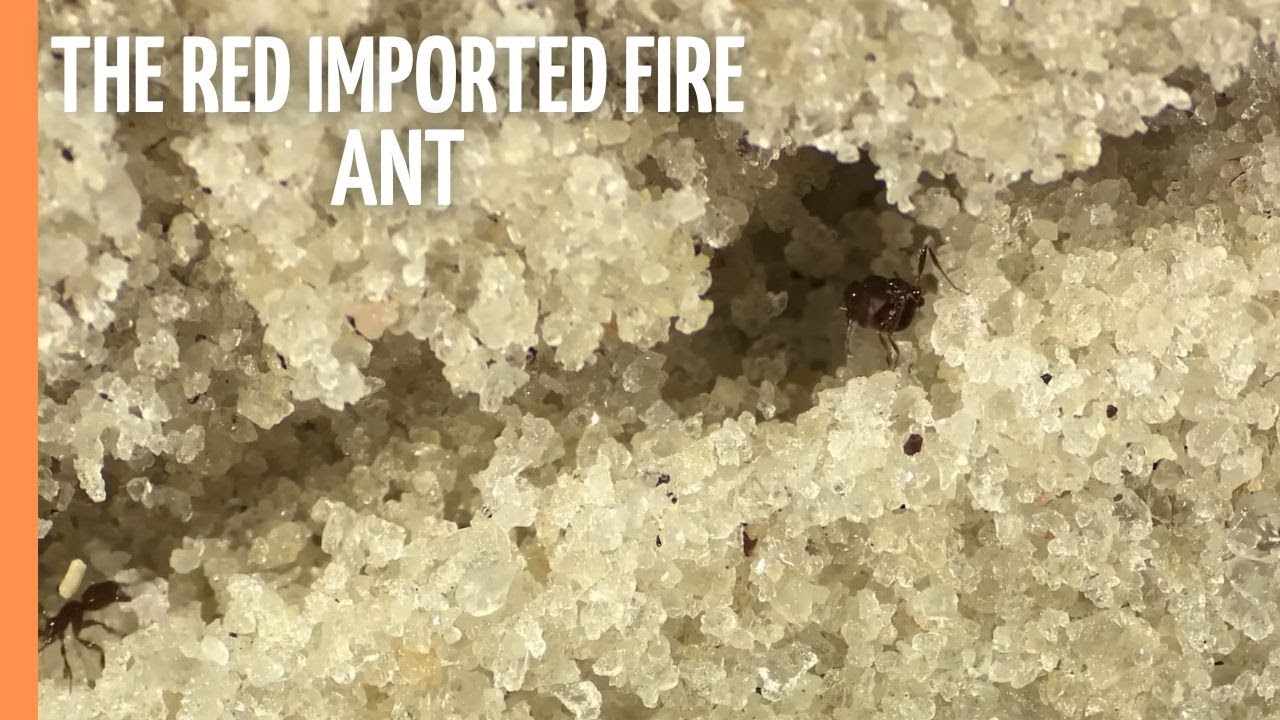 Solenopsis invicta | The red imported fire ant - A killer of a different kind | Full Documentary