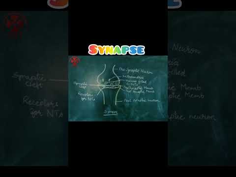Synapse Diagram #medical #nursing #shortvideo #shorts
