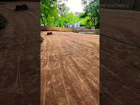 Two week tall fescue renovation update #youtubeshorts
