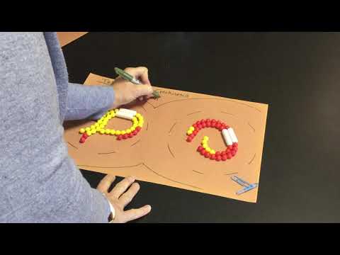 Silent Meiosis Bead Lab
