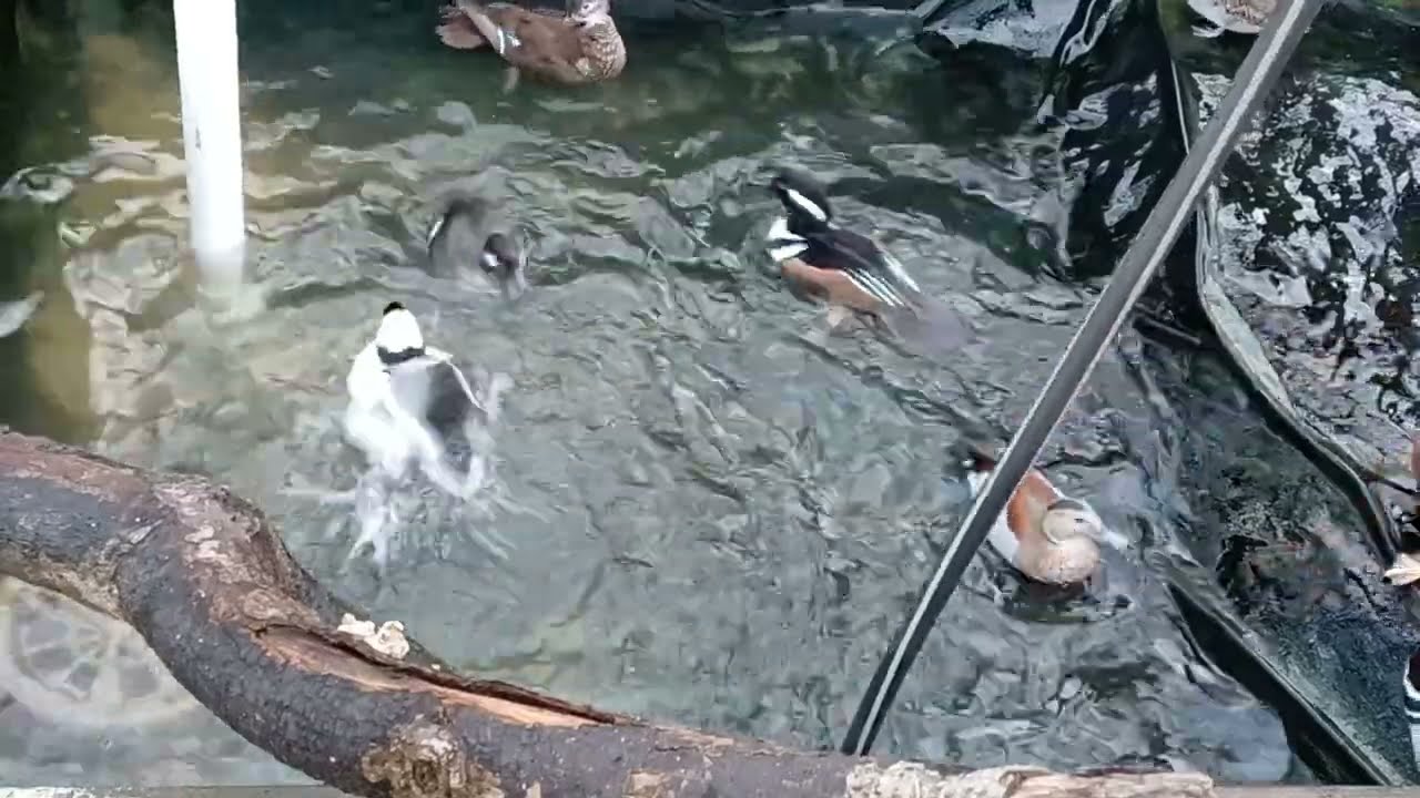 Bufflehead hen sounds.