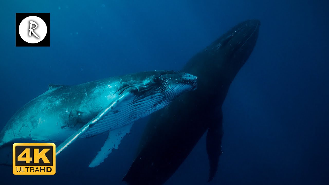 10 Hours Underwater 4K Whales footage +Music | 