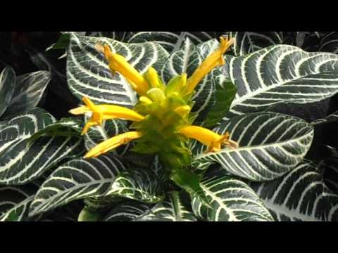 Afelandra: Aphelandra squarrosa | Plantas