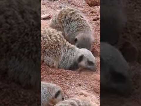 Meerkats are small mammals of the Herpestidae family #wildlife #wild #animals #shorts #shortsfeed