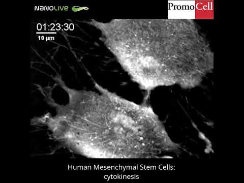 Cytokinesis: Mitosis of a Mesenchymal Stem Cell