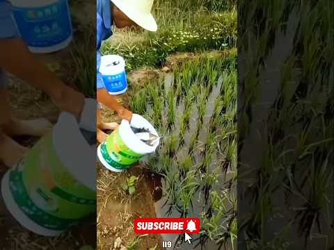 Can Rice-Fish Farming Transform India's Agriculture?